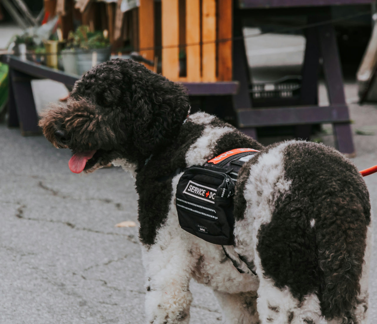 Limp Loops & Side-Lean Stops: What Your Dog’s Post-Walk Cooling Ritual ...