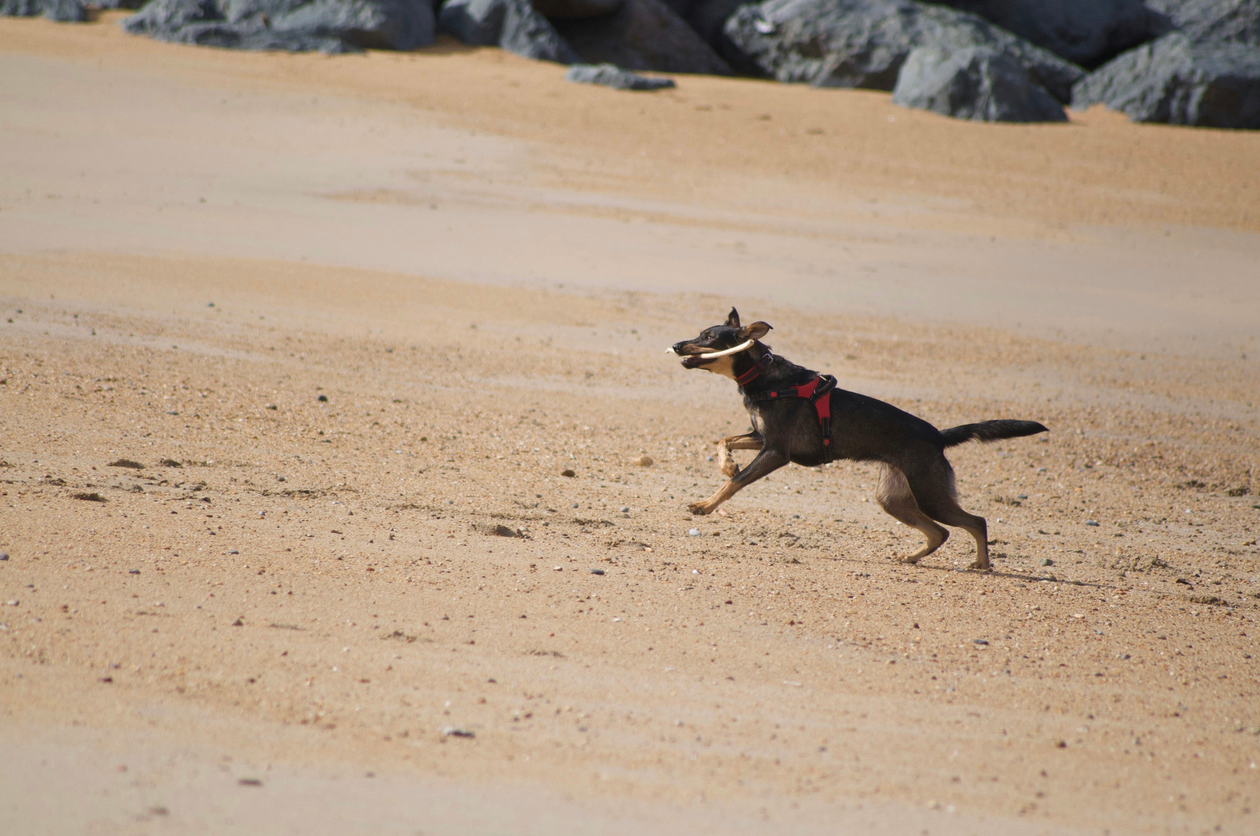 Happy Guts, Happy Pups: How Your Dog’s Poop Texture Reveals Digestive ...