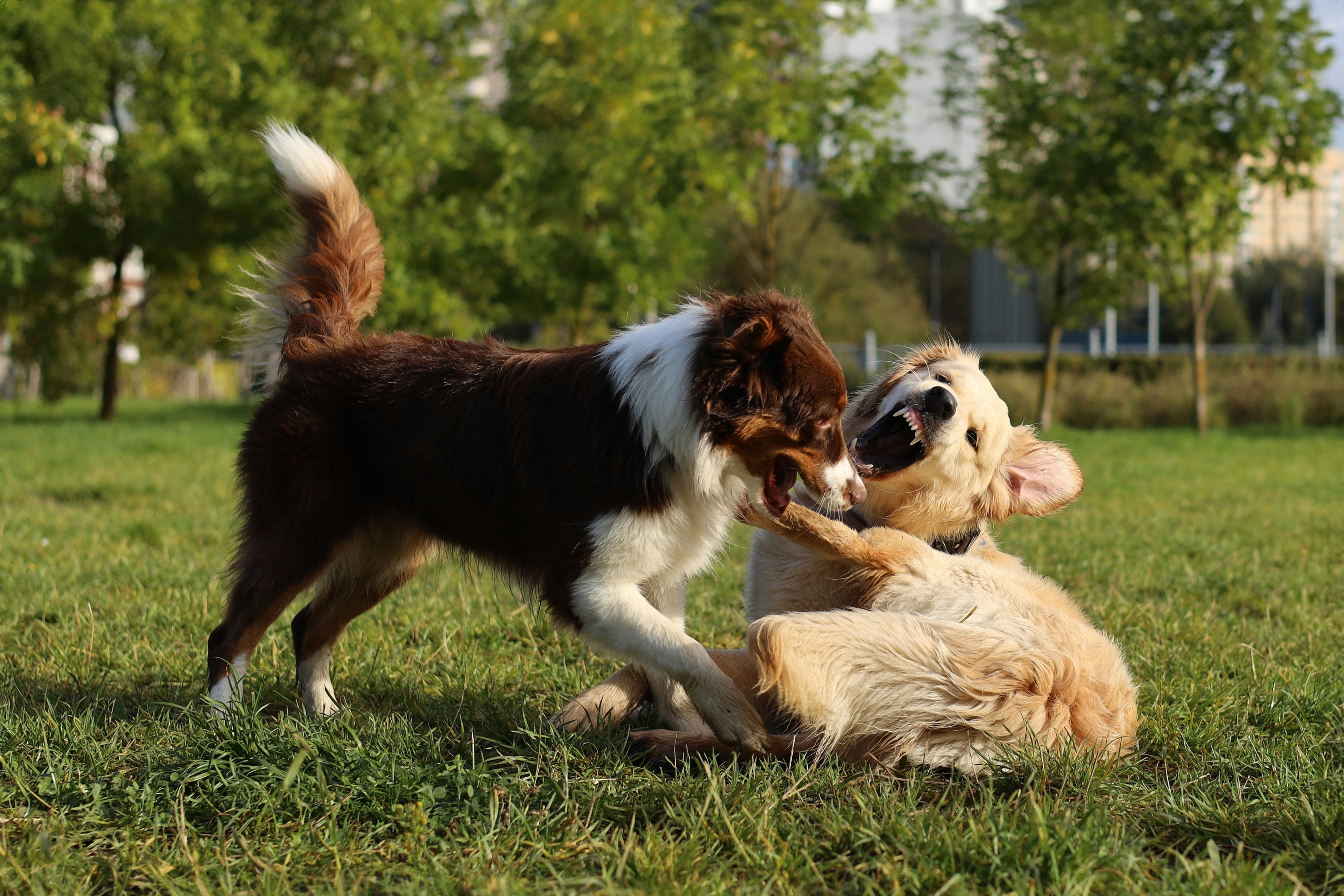 Hip Circles & Couch Climbs: What Your Dog’s Lounging Loops Reveal Abou ...